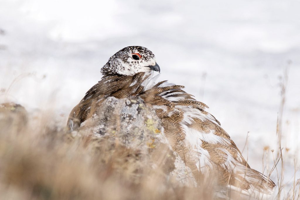 Washington Birding Tours - Bird Treks