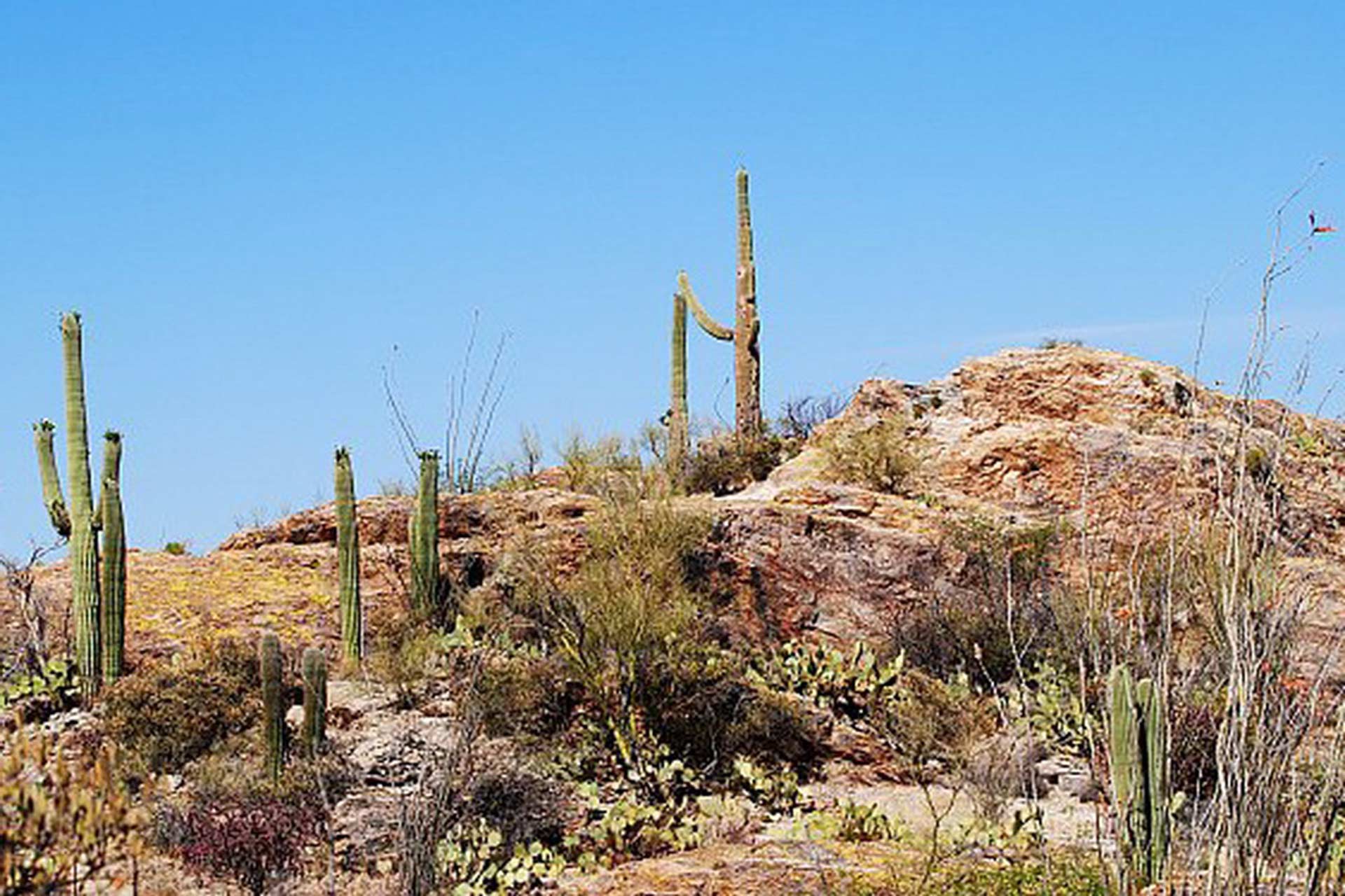 Comprehensive Southeast Arizona – The Desert & Sky Islands Bird Treks