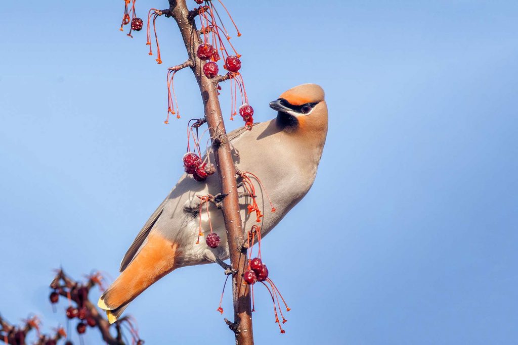 Manitoba Birding Tours - Bird treks