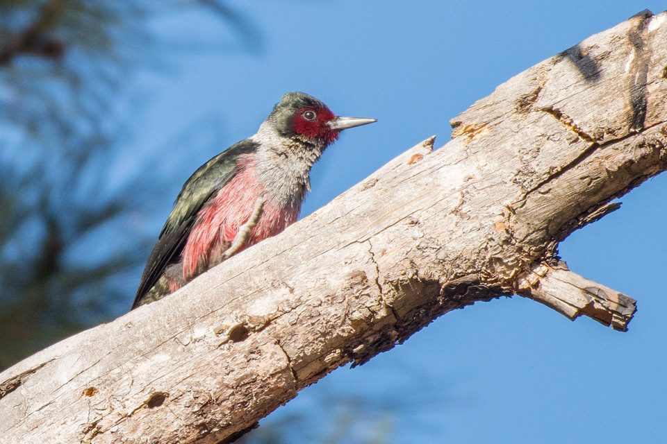 Oregon Birding Tours - Bird Treks